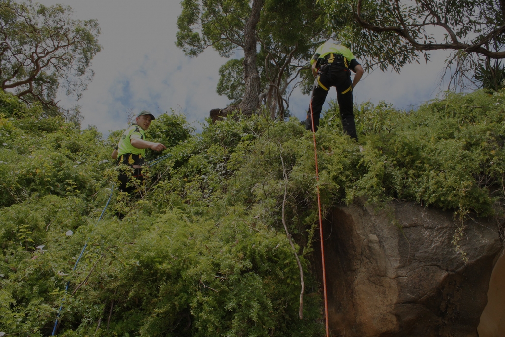 Expert Land Clearing Sydney | Fast, Safe, Eco-Conscious | TLS